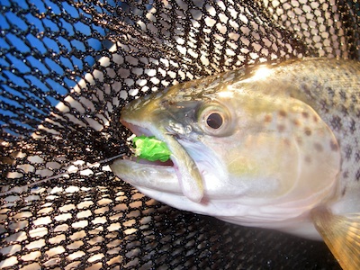 Multetips - brakvand.com