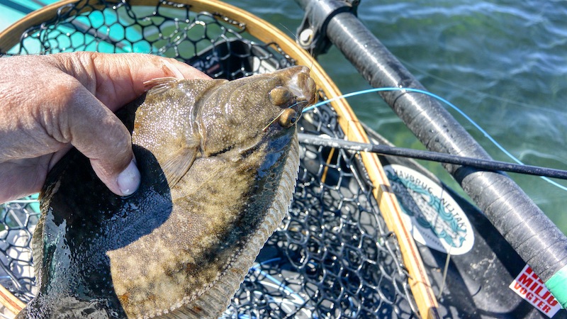 Helgenæs: syd og vest! - brakvand.com