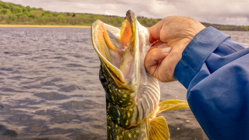 God vind på St. Geddedag! - brakvand.com