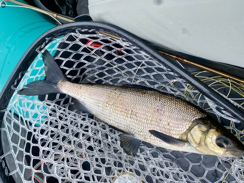 Hjem før tiden: En fiskeoplevelse på godt og ondt - brakvand.com