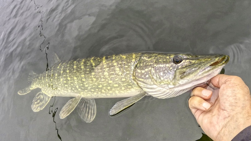 Gudenåen: Anbefalet af min Spin(d)doctor - brakvand.com