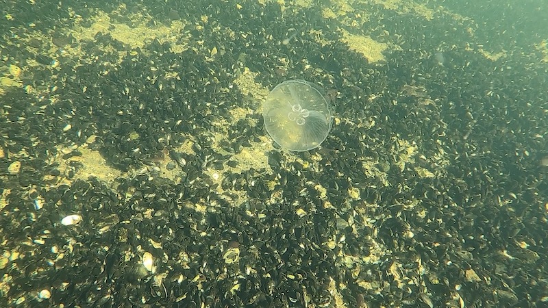 Kystvandråd for Mariager Fjord - brakvand.com