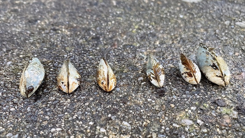 Danmark har fået en ny vandremusling! - brakvand.com